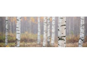 4250711867003 - Decopanel BIRKENWALD (BH 150x52 cm) BH 150x52 cm grau