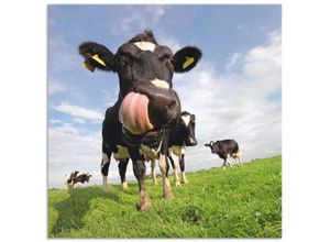 4057738372639 - Wandbild ARTLAND Holstein-Kuh mit gewaltiger Zunge Bilder Gr B H 50 cm x 50 cm Alu-Dibond-Druck Haustiere quadratisch 1 St blau Bild Metallbild Metallbilder Bilder als Alubild Leinwandbild Wandaufkleber oder Poster in versch Größen