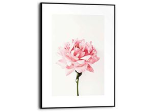 8714597575439 - Poster REINDERS Pfingstrose rosa (farbe bild(er) rosa) B30cm H40cm T16cm MDF Bilder