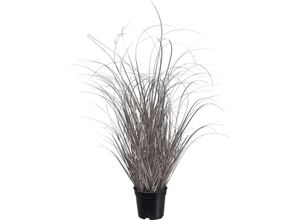 4064118284451 - Kunstgras CREATIV GREEN Gras silber H73cm Kunststoff Kunstpflanzen in moderner Farbgebung 4064118284451 - Kunstgras CREATIV GREEN Gras silber H73cm Kunststoff Kunstpflanzen in moderner Farbgebung