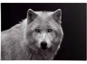 8714597560923 - Poster REINDERS Weißer Wolf schwarz (farbe bild(er) schwarz) B915cm H61cm Papier Bilder