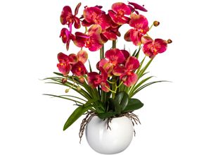 4064118072355 - Kunstorchidee CREATIV GREEN Phalaenopsis beige (creme pink) H58cm Obermaterial 90% Kunststoff 10% Polyester Kunstpflanzen im Keramiktopf 4064118072355 - Kunstorchidee CREATIV GREEN Phalaenopsis beige (creme pink) H58cm Obermaterial 90% Kunststoff 10% Polyester Kunstpflanzen im Keramiktopf