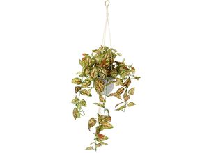 4019844783488 - Kunstpflanze IGEA Künstliche Fittonia Hängeampel mit Topf Kunstpflanze Kunstpflanzen Gr B H L 40 cm x 80 cm x 38 cm 1 St grün (grün rot) Künstliche Zimmerpflanzen Topfpflanze Kunstblume