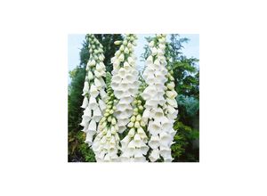 4063654293736 - Digitalis purpurea Alba Fingerhut weiß ca 9x9 cm Topf