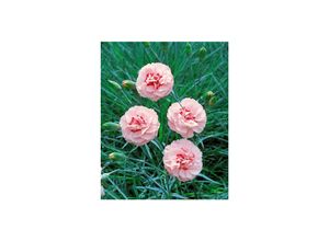 4063654293491 - Dianthus plumarius Doris Pfingstnelke rosa ca 9x9 cm Topf
