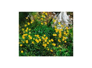 4063654308690 - Potentilla argentea Fingerkraut silbrig ca 9x9 cm Topf