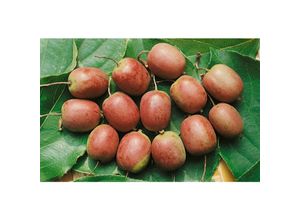 4063654254294 - Actinidia arguta Kens Red Kiwibeere rot 40–60 cm