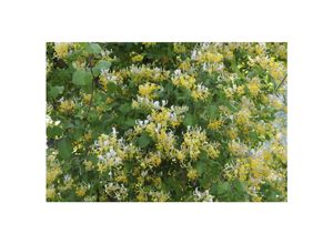 4063654808725 - Lonicera japonica Halliana Japanische Geißschlinge cremeweiß 150–200 cm