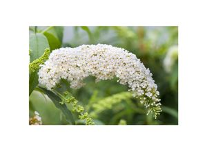 4063654002420 - Buddleja White Bouquet Schmetterlingsflieder weiß 80–100 cm