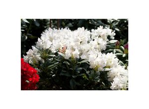 4063654068341 - Rhododendron Cunninghams White weiß 30–40 cm