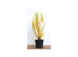 4063654260189 - Forsythia Lynwood Goldglöckchen leuchtend gelb 60–80 cm