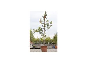 4063654251002 - Malus Idared Apfelbaum 150–200 cm