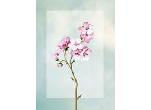 4055065179334 - Bild KOMAR Lever et Briller bunt (farbe bild(er) bunt) B50cm H70cm Papier Holz Bilder Wandbild zur Dekoration - ohne Rahmen