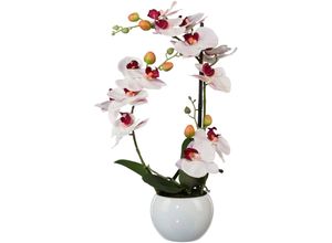 4003529740835 - Kunstpflanze CREATIV GREEN Phalaenopsis Kunstpflanzen Gr H 42 cm 1 St rosa Kunstorchidee Kunstpflanze Zimmerpflanze Künstliche Zimmerpflanzen Kunstpflanzen