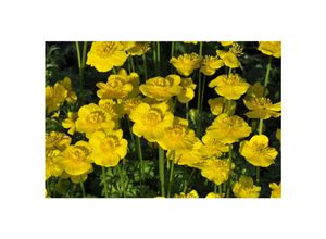 4063654313687 - Trollius pumilus Zwerg-Trollblume gelb ca 9x9 cm Topf