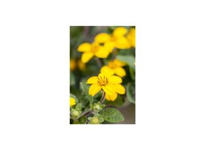 4063654257042 - Chrysogonum virginianum Andre Viette Goldstern ca 9x9 cm Topf