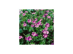 4063654297123 - Geranium x oxonianum Claridge Druce rosa Blüten ca 9x9 cm Topf