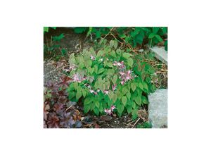 4063654294726 - Epimedium x youngianum Roseum Elfenblume rosa ca 9x9 cm Topf
