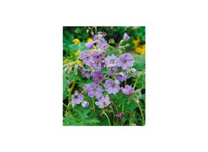 4063654257776 - Geranium renardii Terre Franche Storchschnabel ca 9x9 cm Topf