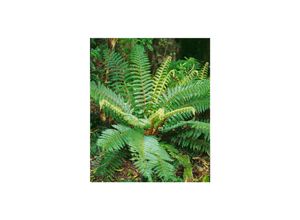4063654308508 - Polystichum braunii Brauns Schildfarn ca 9x9 cm Topf