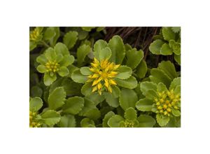 4063654311164 - Sedum floriferum Weihenstephaner Gold Fetthenne gelb ca 9x9 cm Topf