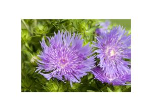 4063654259664 - Stokesia laevis Kornblumenaster blau ca 9x9 cm Topf
