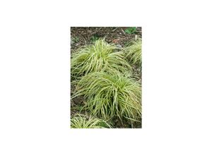 4063654822851 - Carex morrowii Variegata Japan-Segge grün-weiß ca 9x9 cm Topf