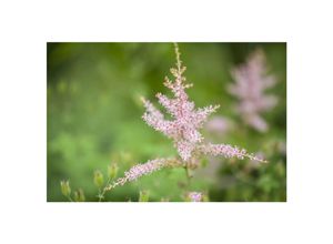 4063654288886 - Astilbe glaberrima Hennie Graafland rosa Blüten ca 9x9 cm Topf
