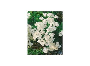 4063654285342 - Achillea millefolium Schneetaler Schafgarbe weiß ca 9x9 cm Topf