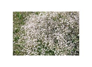 4063654297505 - Gypsophila paniculata Schneeflocke Schleierkraut weiß ca 9x9 cm Topf