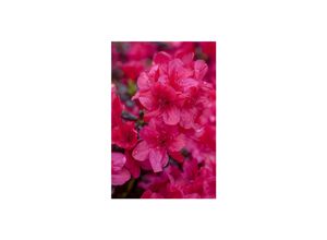 4063654328711 - Rhododendron obt Diamant Rot leuchtend rot 20–25 cm