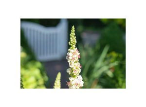 4063654313922 - Verbascum nigrum Album Königskerze weiß ca 9x9 cm Topf