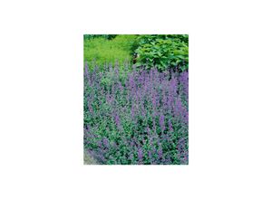 4063654305347 - Nepeta x faassenii Dropmore Katzenminze blau ca 9x9 cm Topf