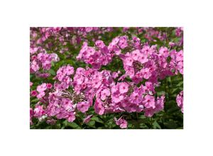 4063654307181 - Phlox amplifolia Minnehaha großblättriger Phlox rosa ca 9x9 cm Topf 4063654307181 - Phlox amplifolia Minnehaha großblättriger Phlox rosa ca 9x9 cm Topf