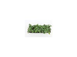 4063654240747 - Waldsteinia ternata Golderdbeere immergrün ca 9x9 cm Topf