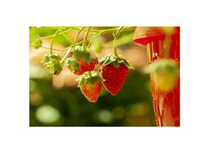 4063654295815 - Fragaria vesca Elsanta Walderdbeere ca 9x9 cm Topf
