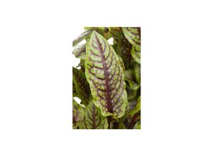 4063654309895 - Rumex sanguineus Blutampfer dekoratives Laub ca 9x9 cm Topf