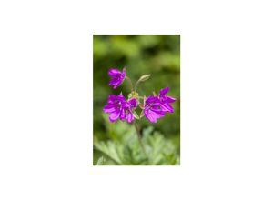 4063654294986 - Erodium manescavii Storchschnabel rosa Blüten ca 9x9 cm Topf 4063654294986 - Erodium manescavii Storchschnabel rosa Blüten ca 9x9 cm Topf