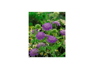 4063654258285 - Knautia macedonica Melton Pastels Skabiose bunt ca 9x9 cm Topf