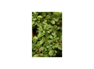 4063654230632 - Cotoneaster radicans Eichholz Kriechmispel immergrün ca 9x9 cm Topf