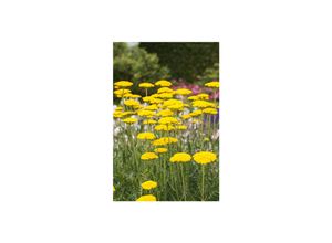 4063654285182 - Achillea filipendulina Cloth of Gold Schafgarbe goldgelb ca 9x9 cm Topf