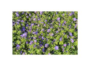 4063654296515 - Geranium himalayense Gravetye Storchschnabel blauviolett ca 9x9 cm Topf