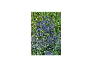 4063654295105 - Eryngium planum Blue Hobbit Edeldistel stahlblau ca 9x9 cm Topf
