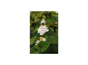 4063654258124 - Houttuynia cordata Plena Herzblatt ca 9x9 cm Topf buntlaubig