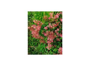 4063654295686 - Filipendula palmata Nana Mädesüß rosa Blüten ca 9x9 cm Topf