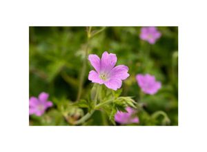 4063654257837 - Geranium x oxonianum Rose Clair Storchschnabel rosa ca 9x9 cm Topf