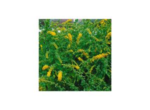 4063654312284 - Solidago sphacelata Golden Fleece Goldrute gelb ca 9x9 cm Topf
