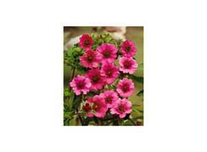 4063654308768 - Potentilla nepalensis Miss Willmott Fingerstrauch rosa ca 9x9 cm Topf