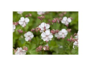 4063654296577 - Geranium macrorrhizum Spessart Storchschnabel weiß-rosa ca 9x9 cm Topf