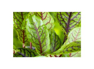 4063654309888 - Rumex acetosa Sauerampfer ca 9x9 cm Topf